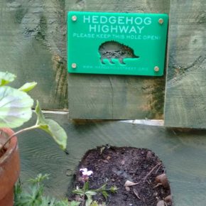 Link your garden with a PTES hedgehog highway sign