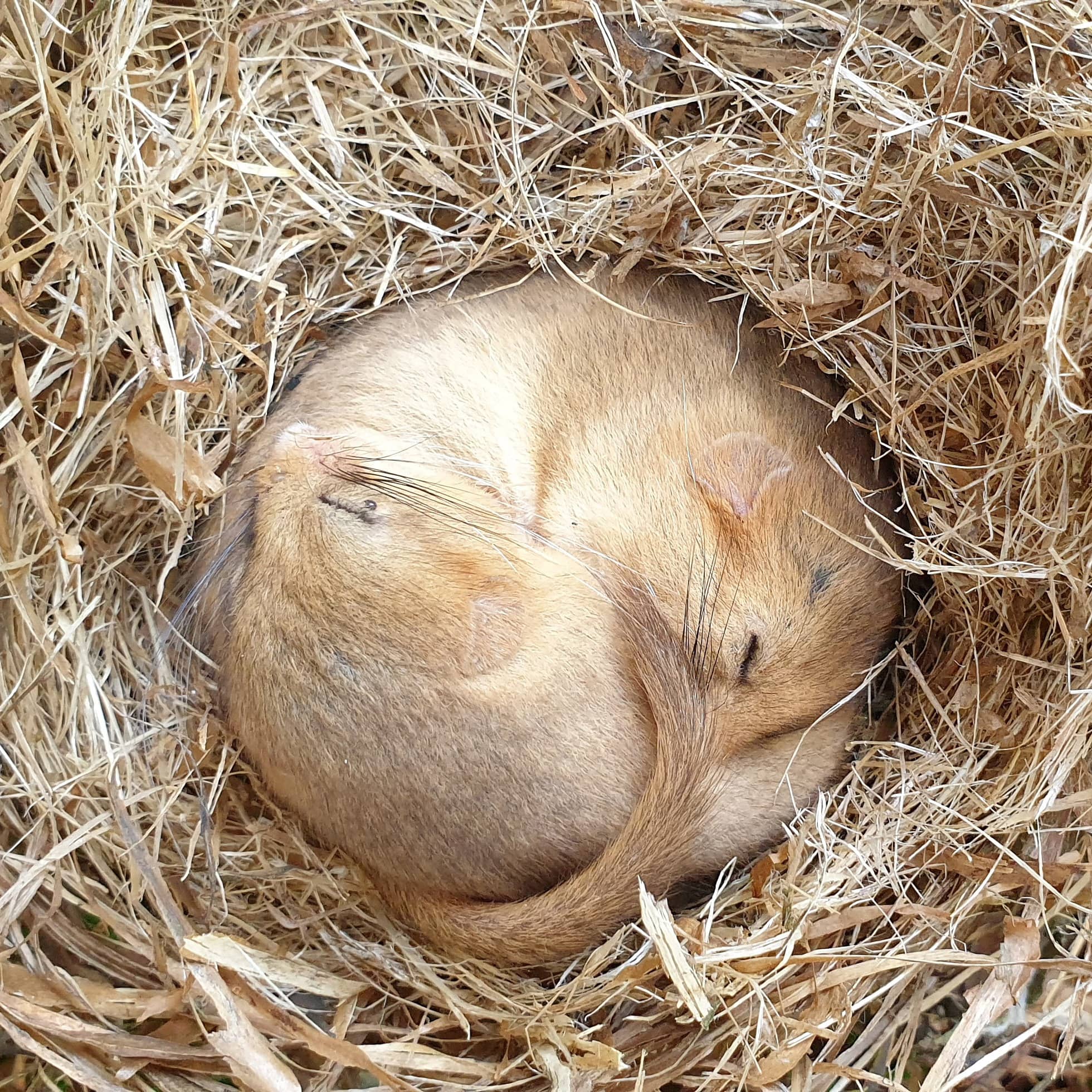 Dormice Greetings Card - People's Trust For Endangered Species Shop